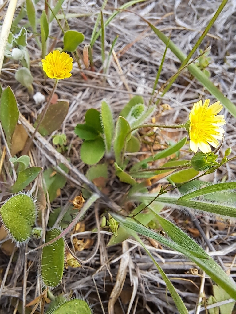 Dwarf dandelions from Jacksboro, TX 76458, USA on April 18, 2023 at 11: ...
