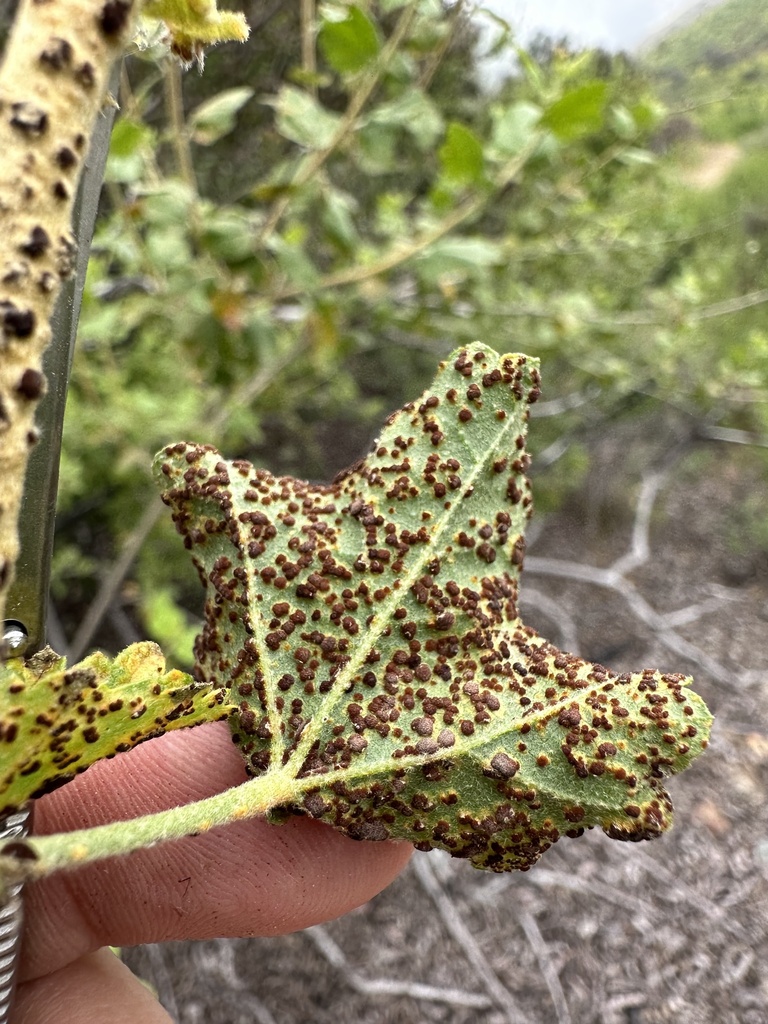 Hollyhock Rust from Cleveland National Forest, Corona, CA, US on April ...