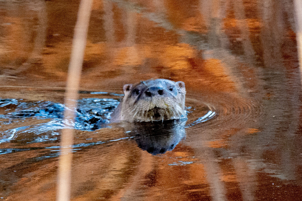 North American River Otter from Chincoteague Island, Chincoteague, VA ...