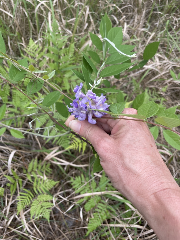 American wisteria from Gulf State Park - Headquarters, Orange Beach, AL ...