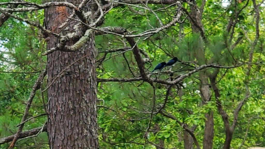 Bushy-crested Jay from San Francisco on April 18, 2023 at 11:37 AM by ...