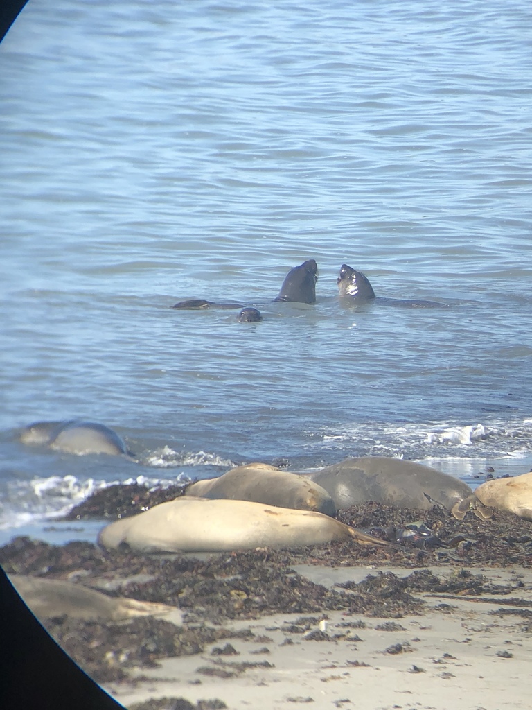 Northern Elephant Seal from Año Nuevo Coast Natural Preserve, Pescadero ...
