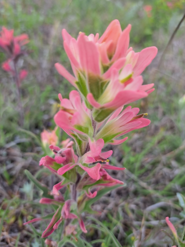 Purple paintbrush from Jacksboro, TX 76458, USA on April 18, 2023 at 08 ...