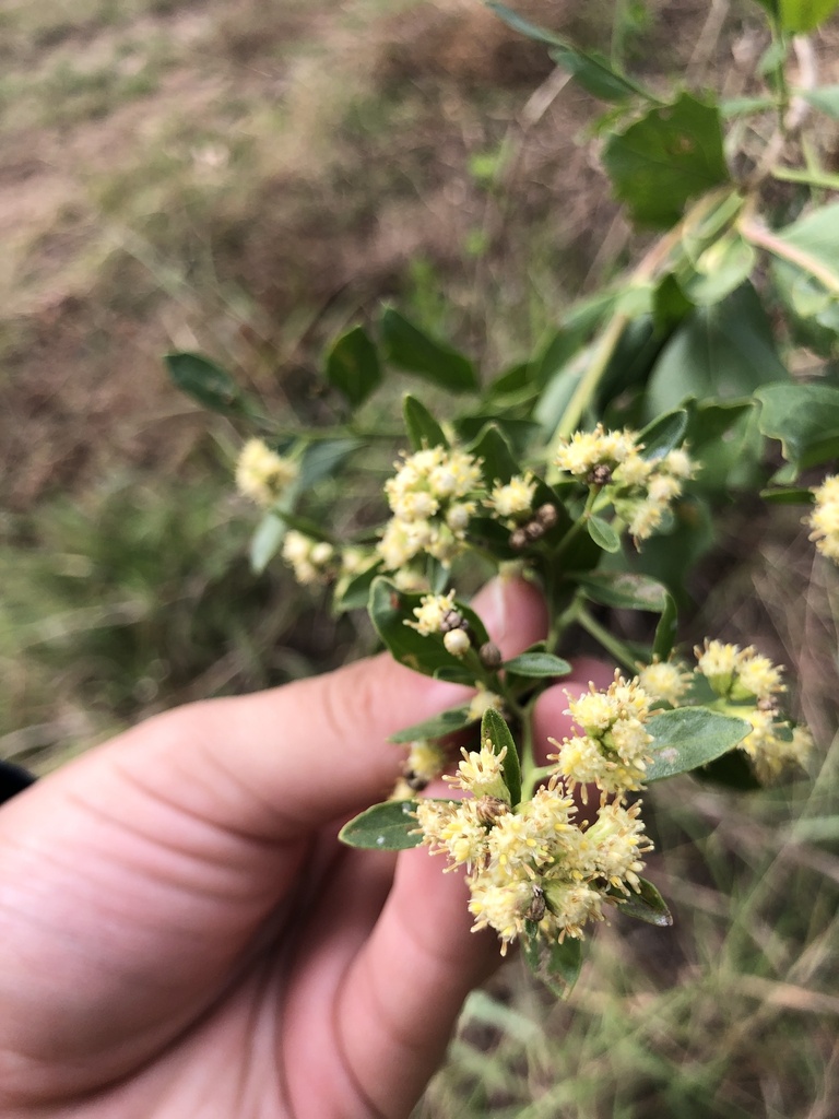 groundsel tree from Princess Diana Park, Collingwood Park, QLD, AU on ...