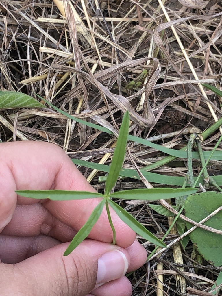 Tough Scurf-pea from Bowtell Ct, Collingwood Park, QLD, AU on April 19 ...