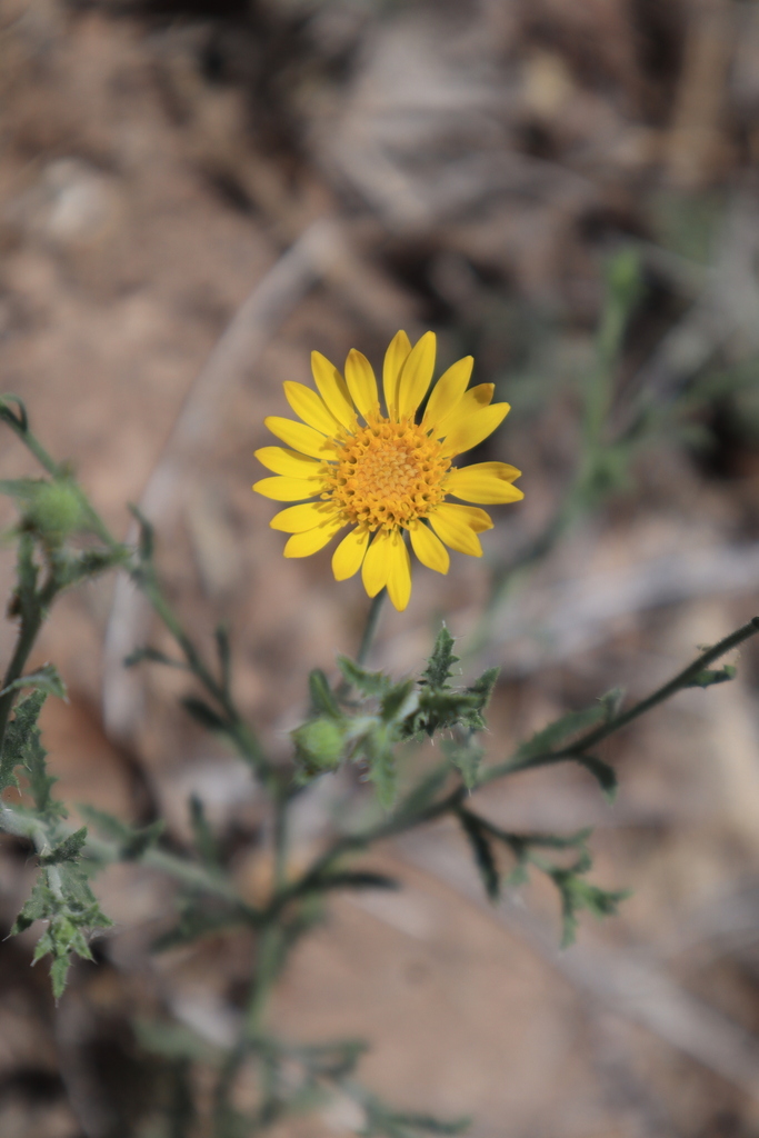 Spiny Goldenweed from Hidalgo County, NM, USA on April 14, 2023 at 12: ...