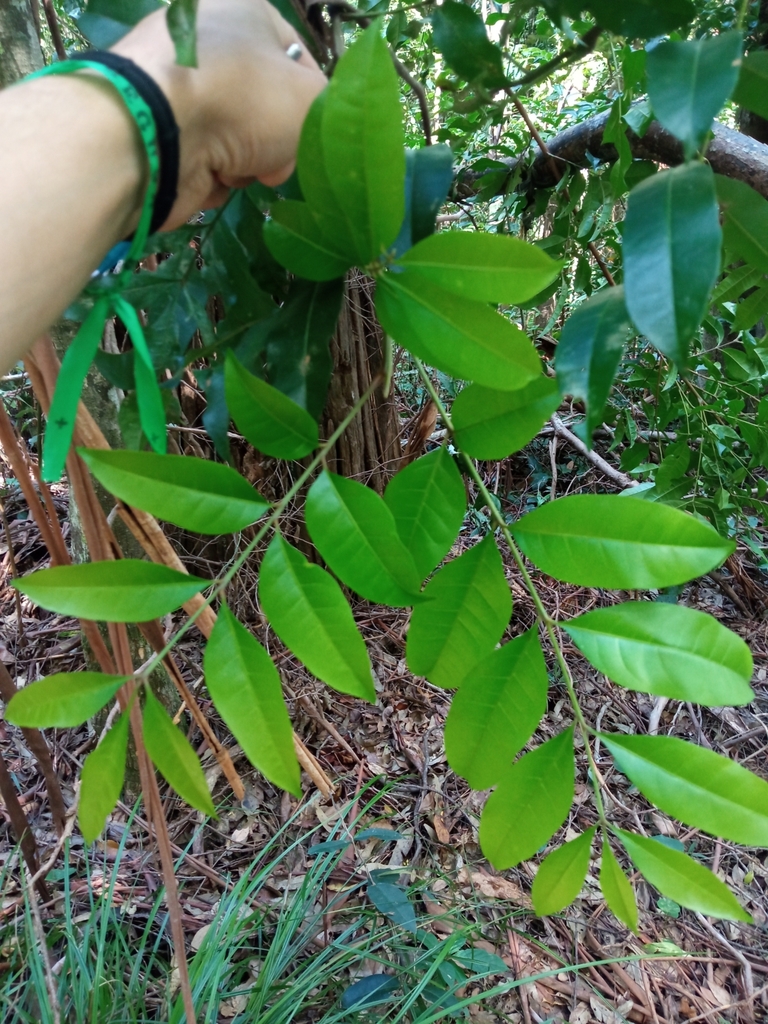 scentless rosewood from Forest Glen QLD 4556, Austrália on March 15 ...