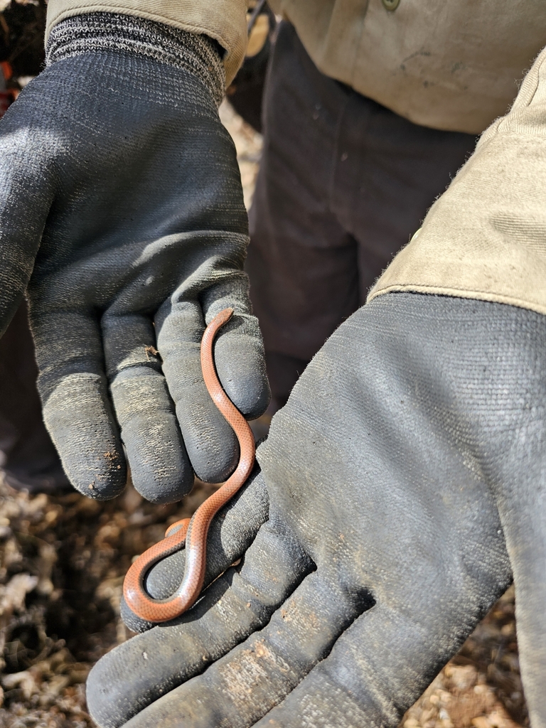Sharp-tailed Snake from Paradise on April 18, 2023 at 10:59 AM by ...