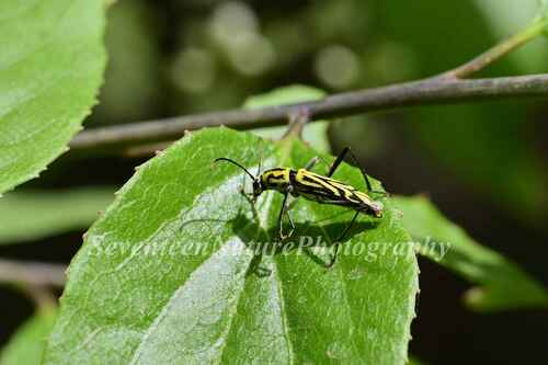 sinostrangalis's Identifications · iNaturalist