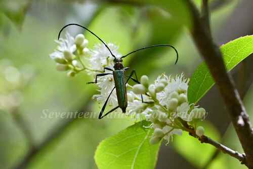 sinostrangalis's Identifications · iNaturalist