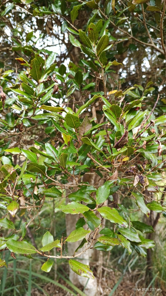 Swamp maire from Wellsford 0972, New Zealand on April 19, 2023 at 02:27 ...