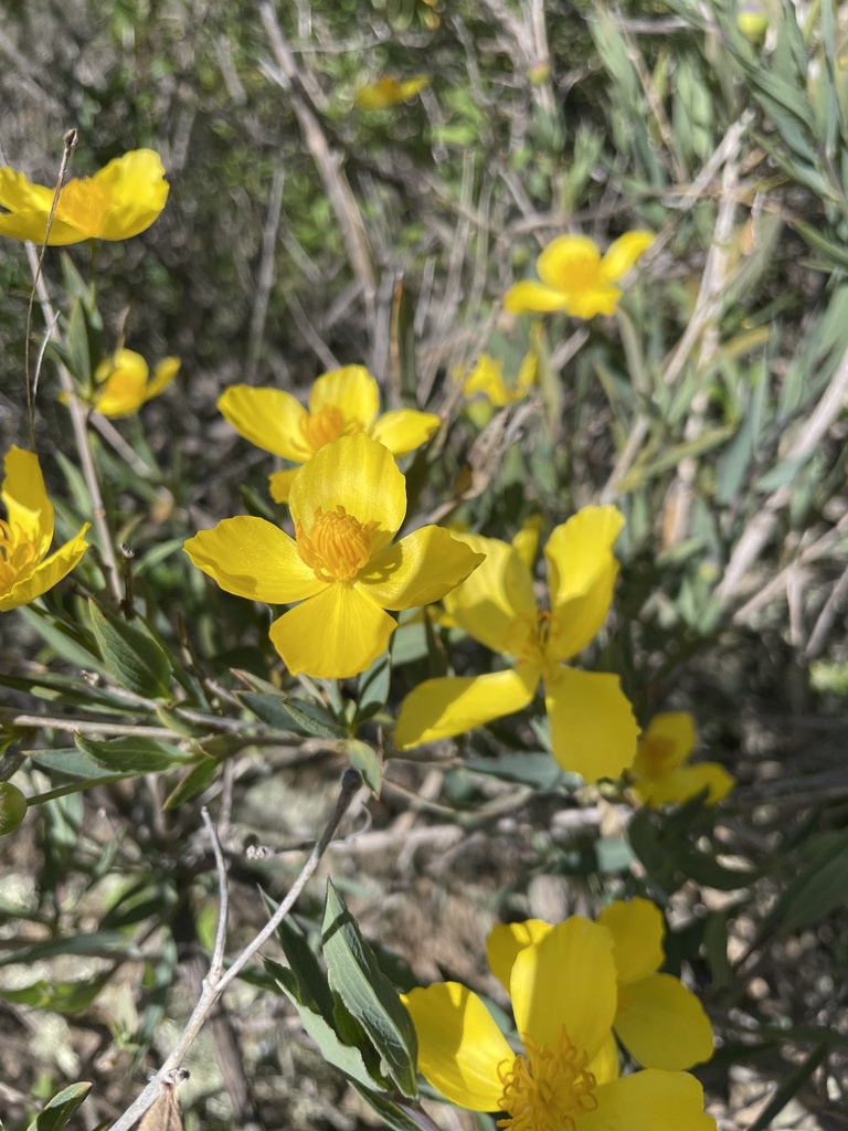 Bush Poppy from Morro Rd, Atascadero, CA, US on April 14, 2023 at 11:54 ...
