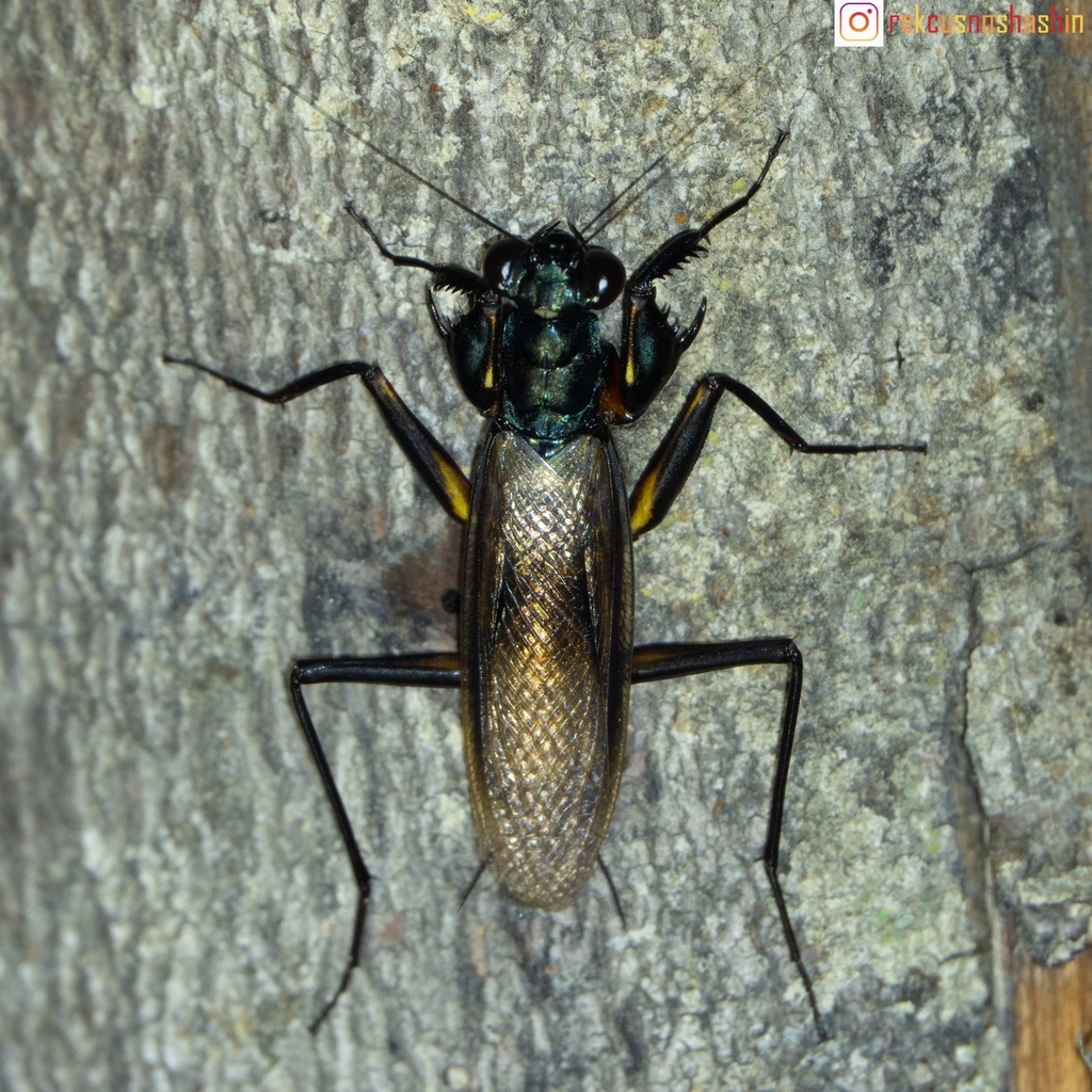 Metallyticus fallax from Batu Ferringi, Penang, Malaysia on April 16 ...