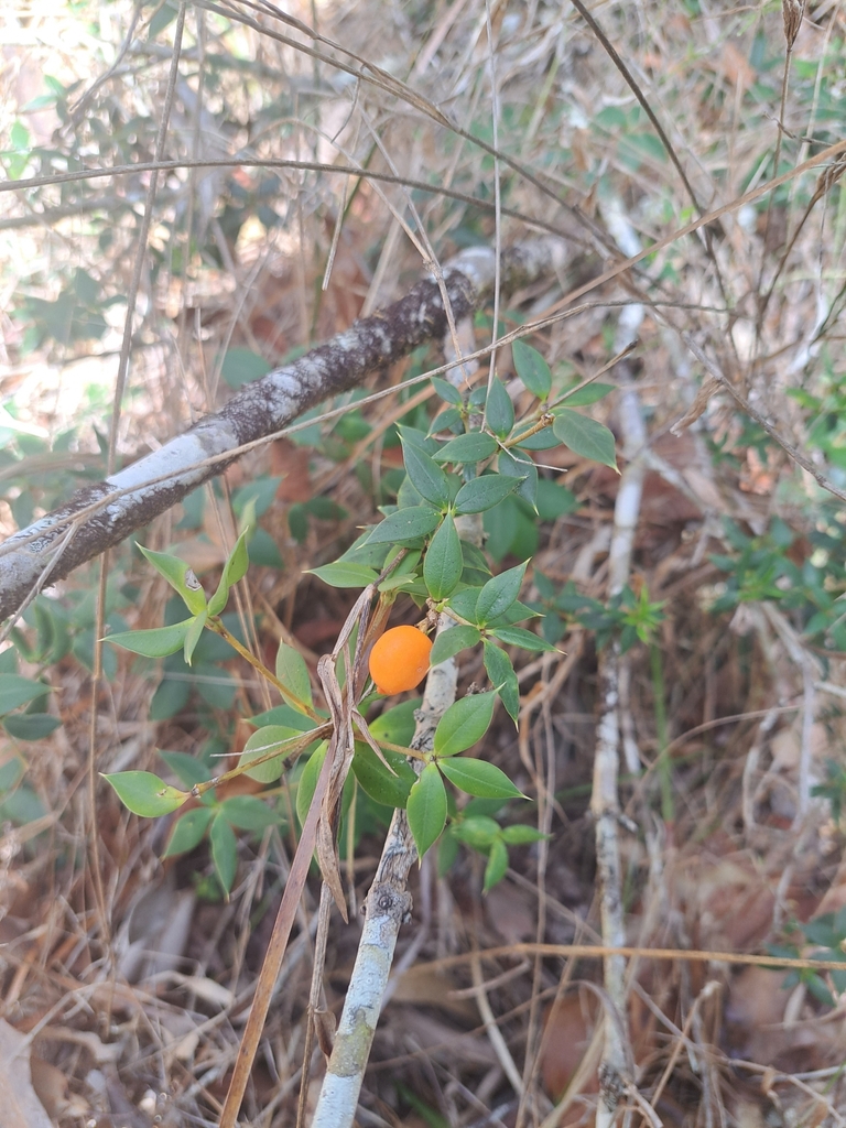 Chain Fruit from Tomki NSW 2480, Australia on April 19, 2023 at 10:20 ...