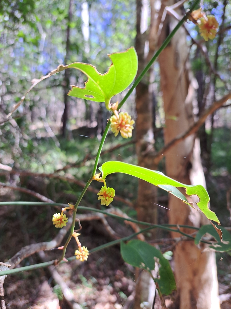 Austral Sarsaparilla from The Gap NSW 2472, Australia on April 19, 2023 at 12:48 PM by Hamish ...