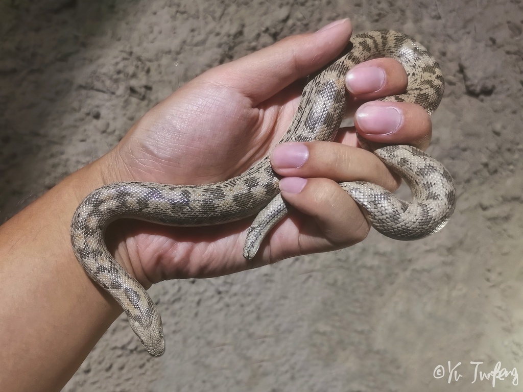 Desert Sand Boa in August 2021 by yu junfeng · iNaturalist