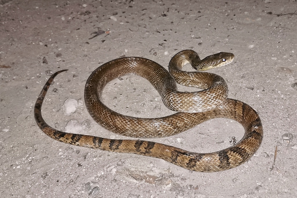 Korean Ratsnake from 清华西路28号圆明园遗址公园内, 北京市, CN on May 16, 2020 at 08:33 ...