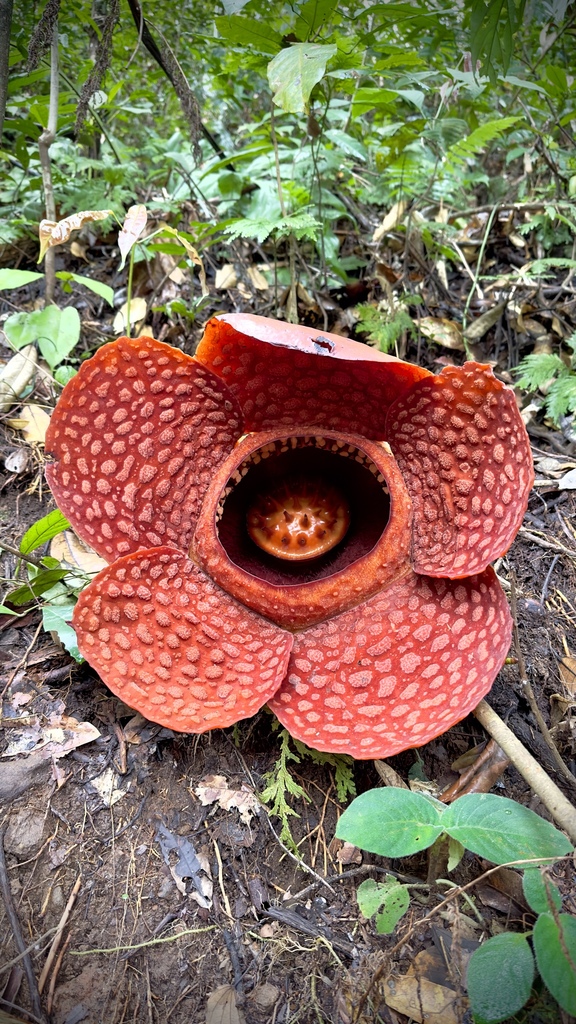 (Rafflesia kemumu) - Botanical Realm