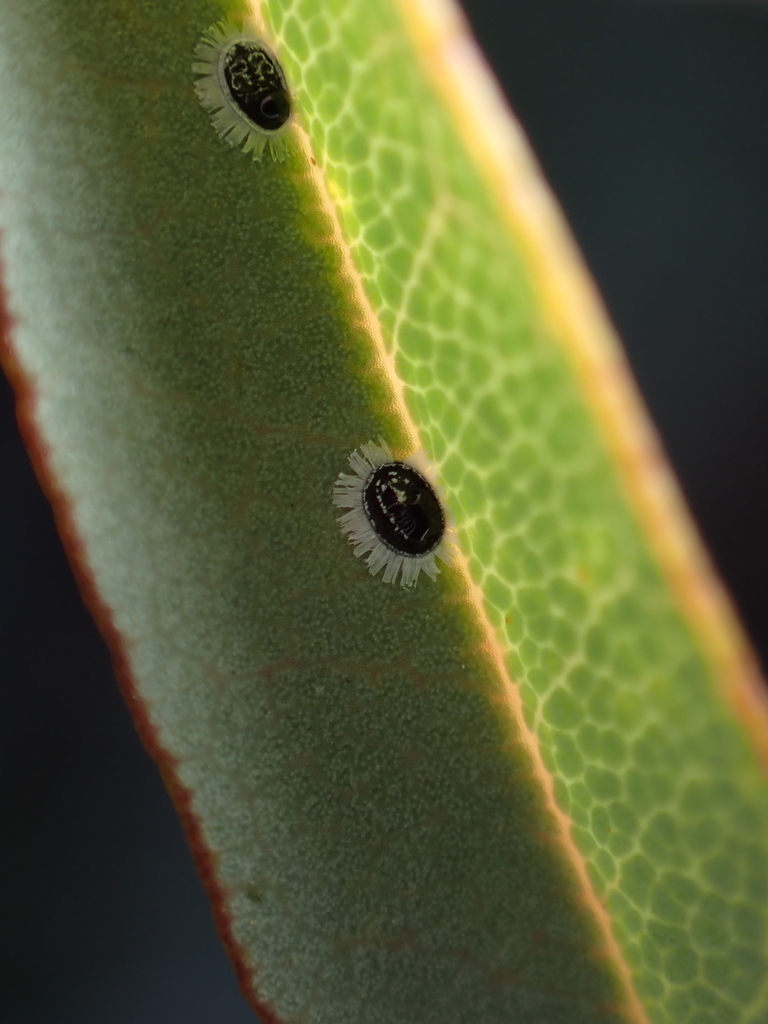 Whiteflies from Sawyers Valley WA 6074, Australia on April 17, 2023 at ...