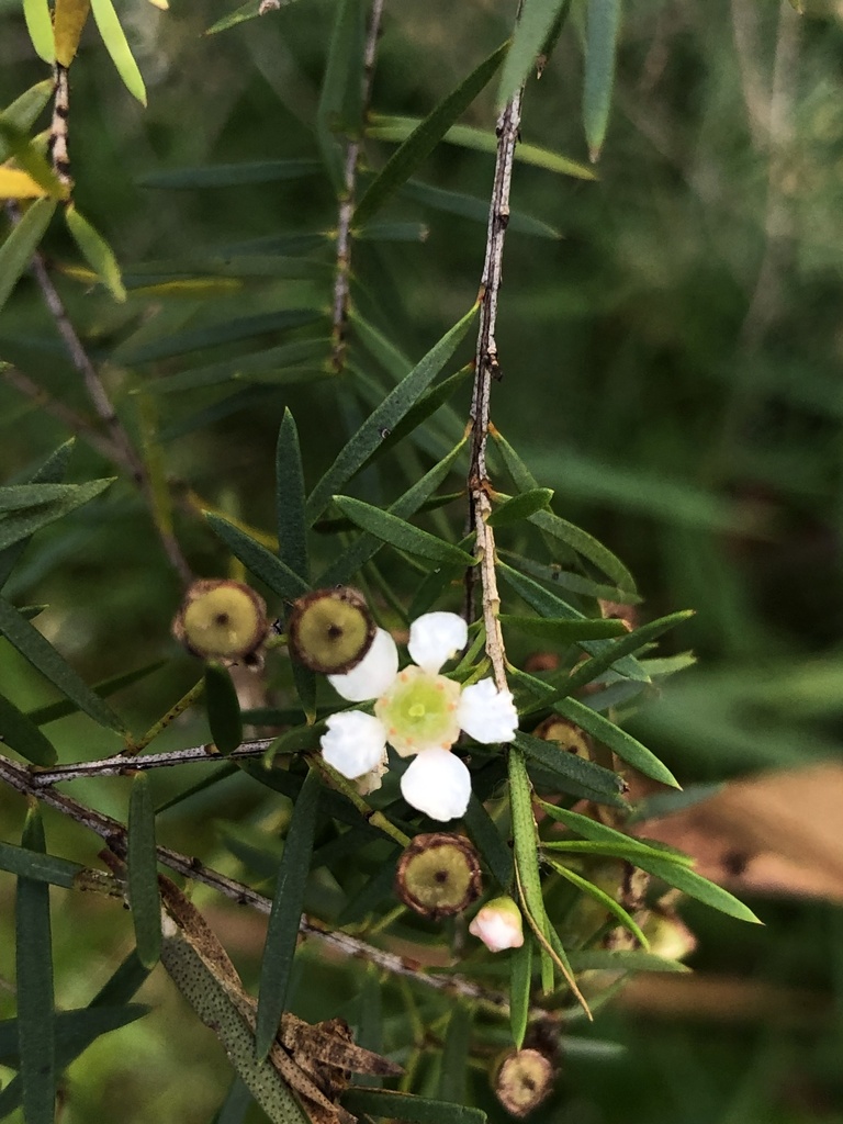 Sannantha from Fred Caterson Reserve, Castle Hill, NSW, AU on April 19 ...