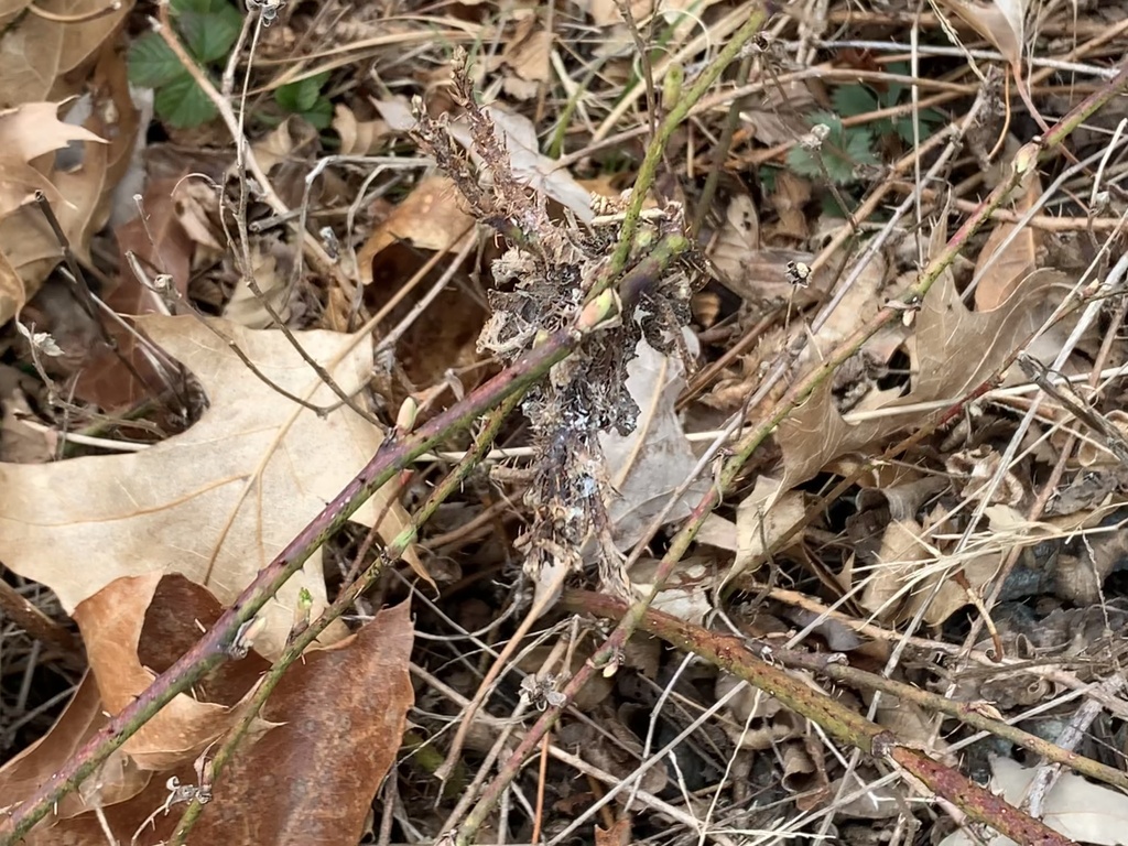 Orange Bramble Rust from Nickerson State Park, Brewster, MA, US on ...