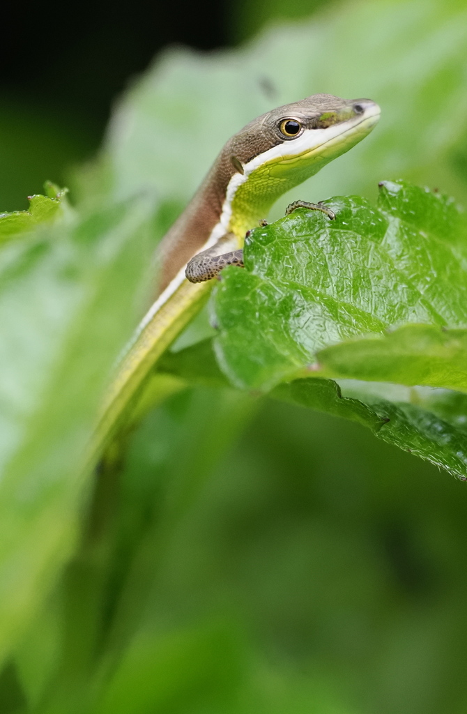 Green Grass Lizard in April 2023 by S Dowell · iNaturalist