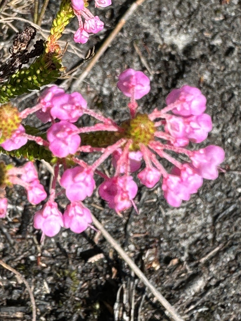 Graffiti Heath from George, WC, ZA on April 15, 2023 at 12:53 PM by Kim ...