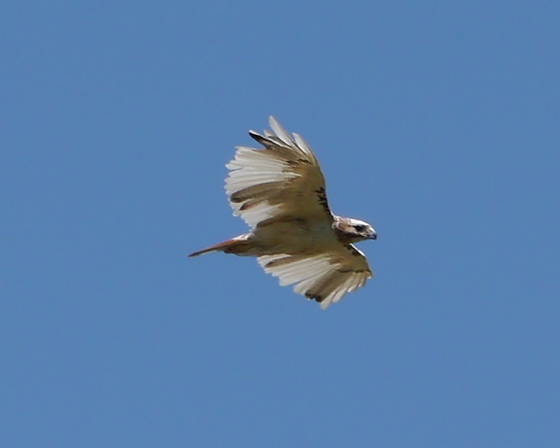Red-tailed Hawk from Austin, Texas, United States on March 22, 2012 at ...