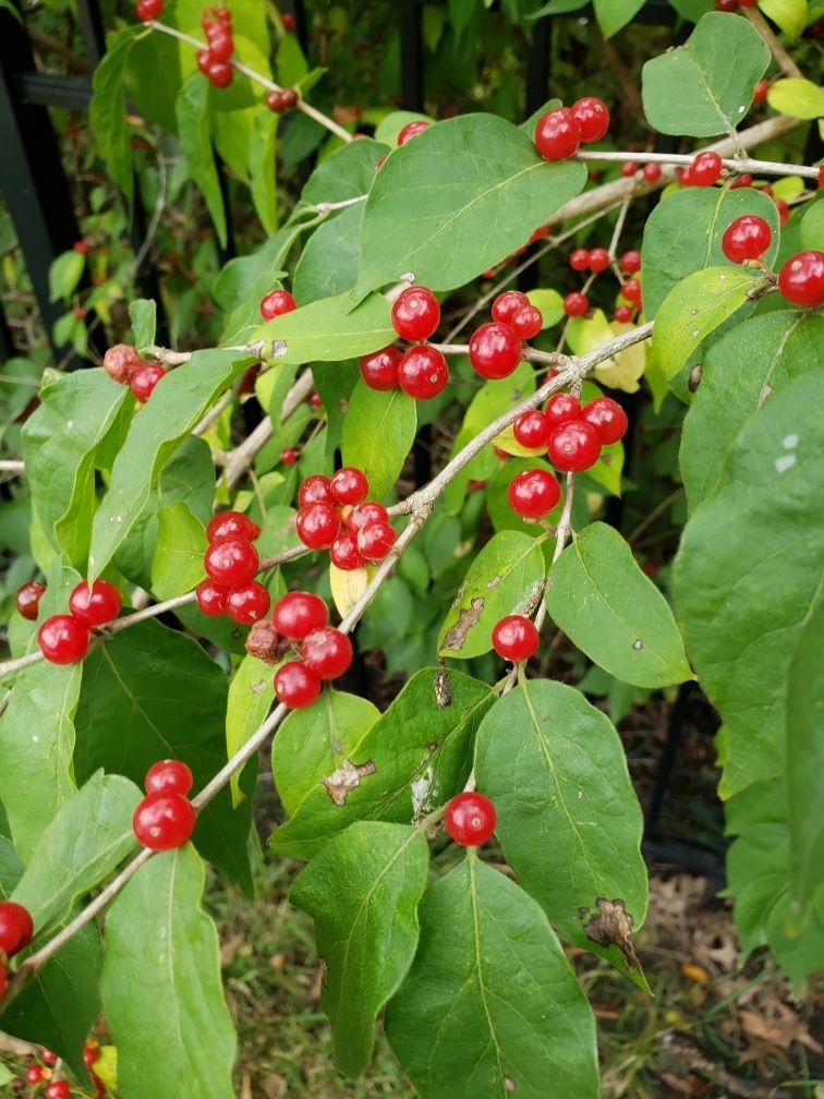 Amur honeysuckle from 69 S Shores Dr, Decatur, IL, US on October 19 ...