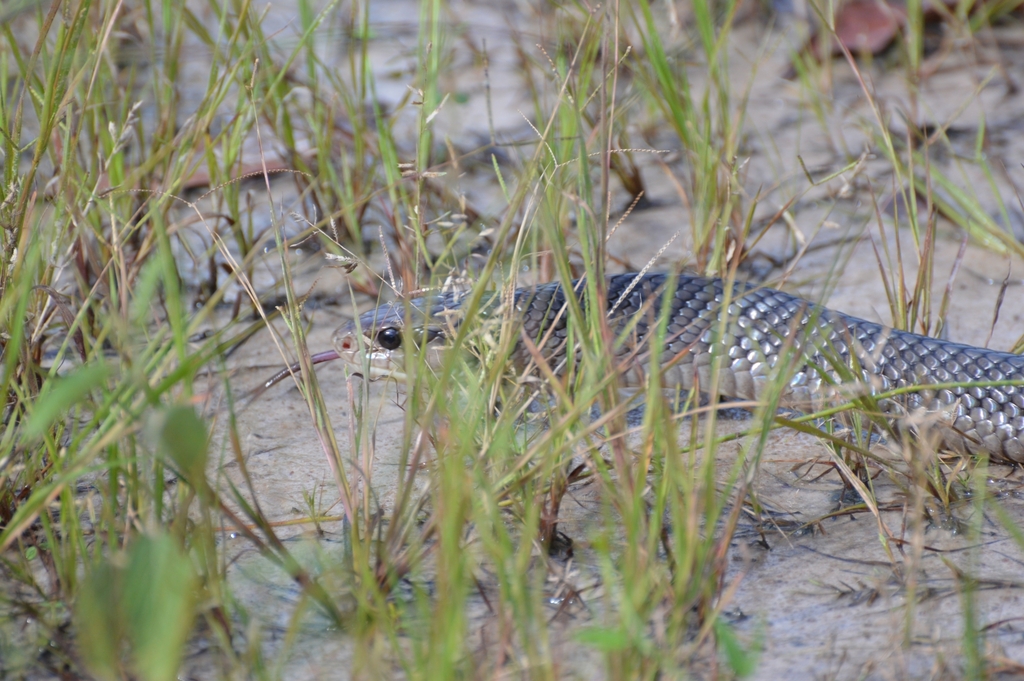 False Water Cobra from Cantá on July 15, 2017 at 03:16 PM by Alexandre ...