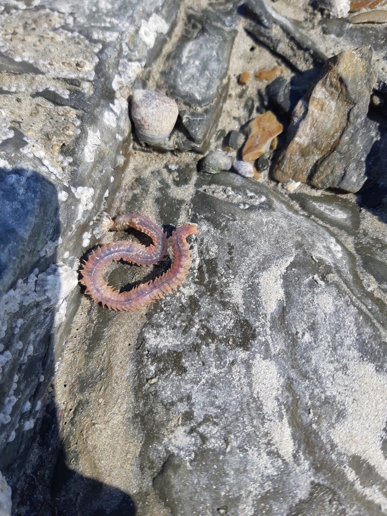 Ragworms and Allies from France on April 19, 2023 at 03:58 PM by ...