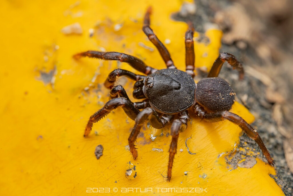 Conothele in April 2023 by Artur Tomaszek · iNaturalist