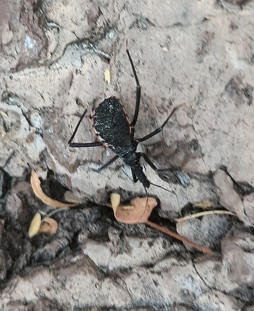 Triatoma gerstaeckeri from La Paz, B.C.S., México on April 2, 2023 at ...