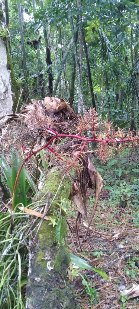 Aechmea pyramidalis from Ayampe on February 13, 2023 at 07:46 AM by ...