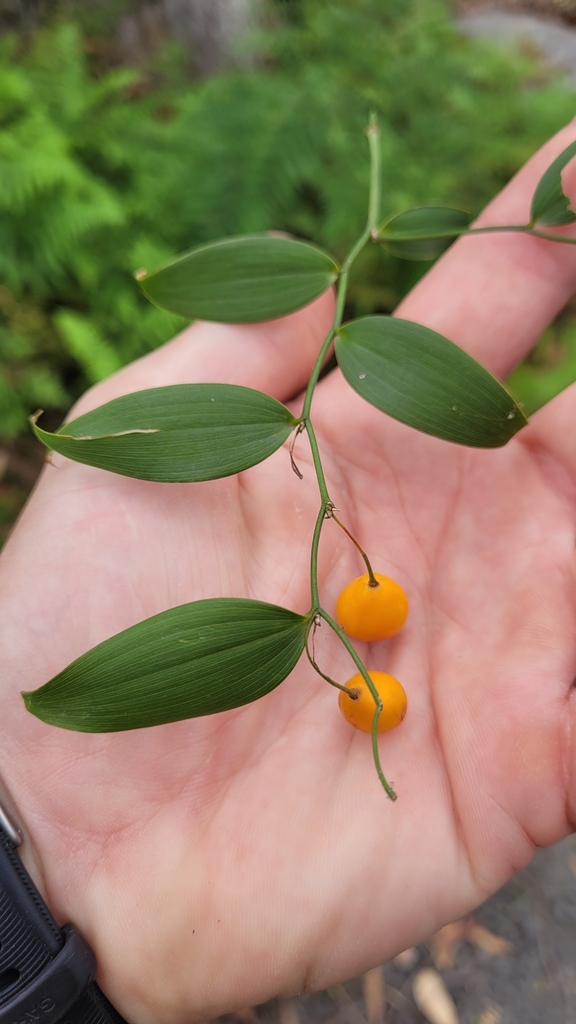 Wombat Berry from Jervis Bay Territory, Australia on April 20, 2023 at ...
