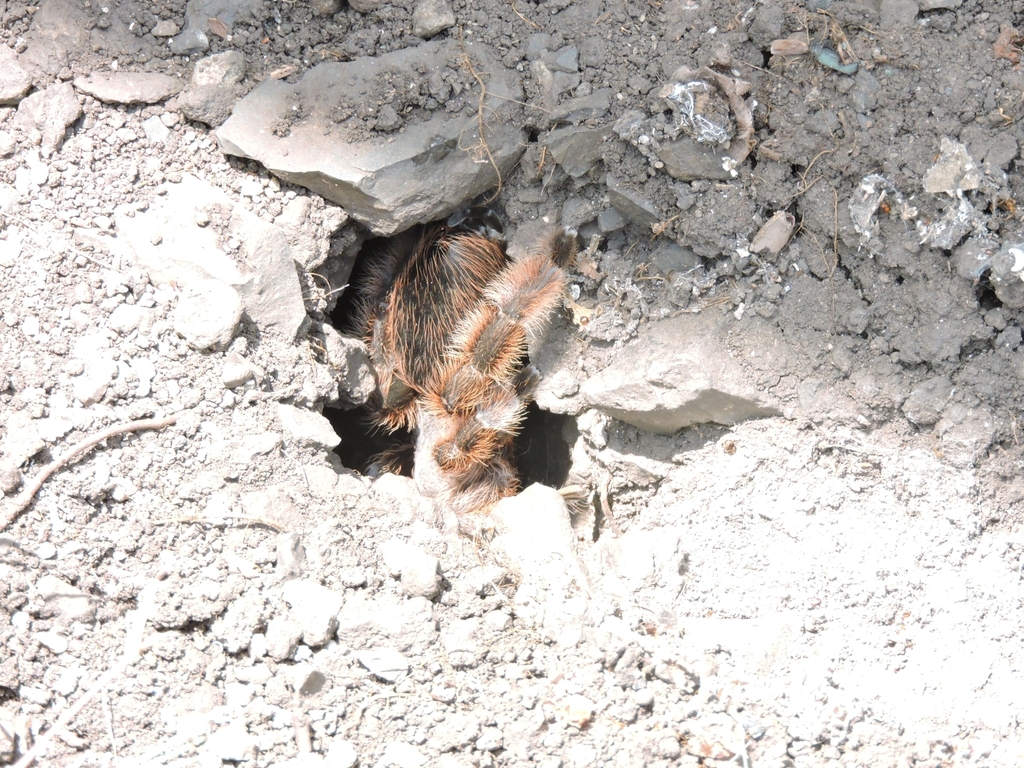 Mexican Black Velvet Tarantula from Bordo de la Joya, 38940 Yuriria ...