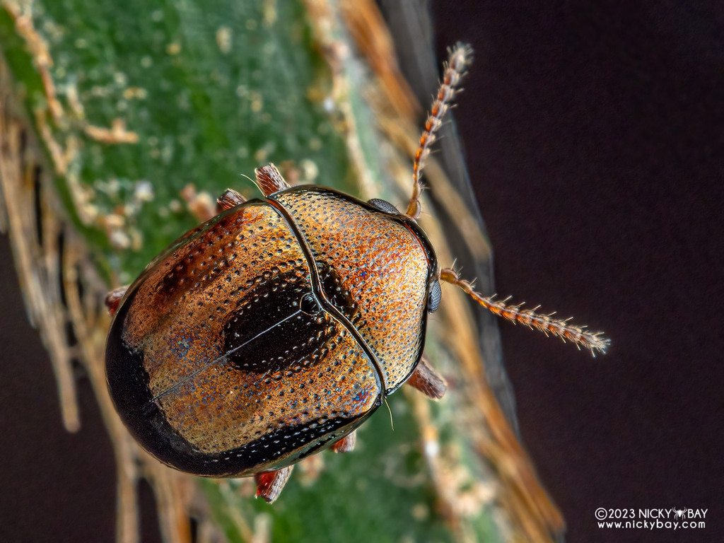 Nodina from Mount Ophir, 84900, Johor, Malaysia on April 15, 2023 at 10 ...