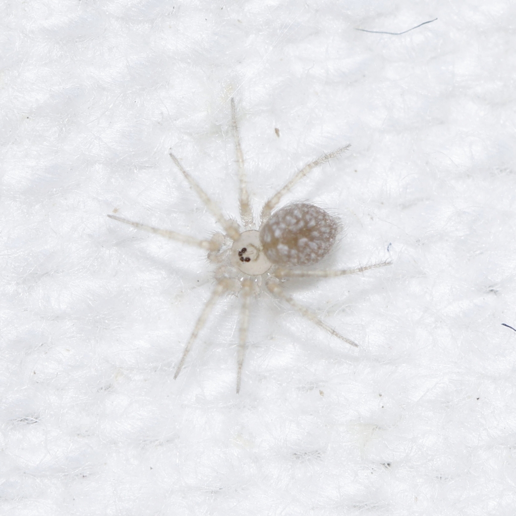 Wall Spiders in April 2023 by ch87 · iNaturalist