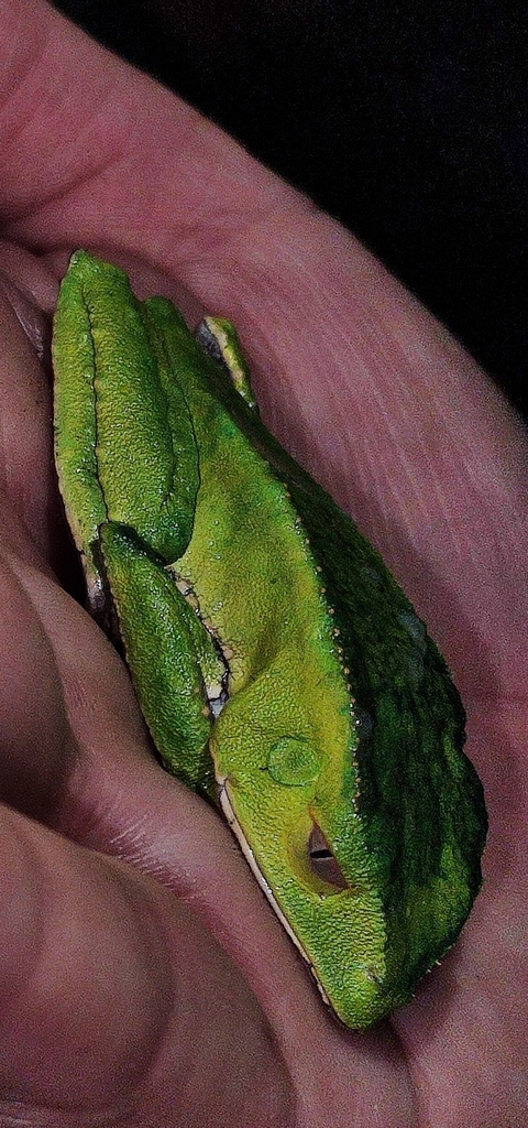 White-lined Leaf Frog from Localização: -8,174928, -70,350389 on April ...
