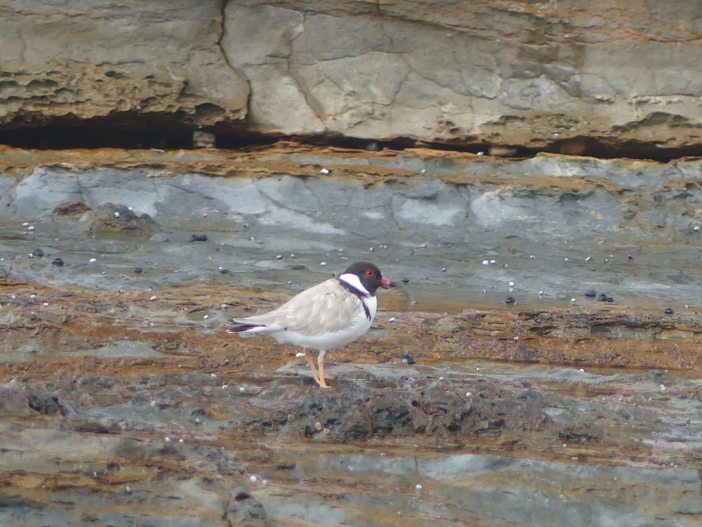 Hooded Plover in April 2023 by Joy Georgeson. Only one Hooded Plover ...