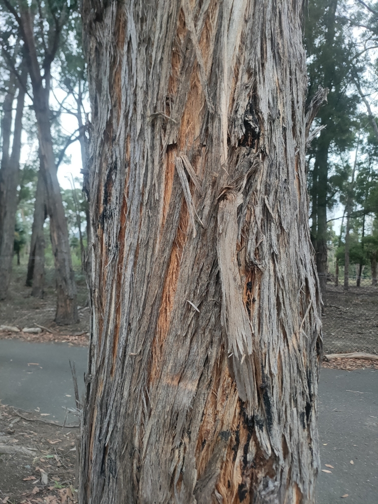 Brown-top Stringybark from Mooroolbark VIC 3138, Australia on April 20 ...