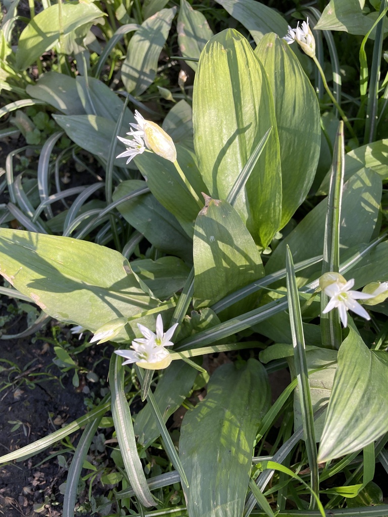 Ramsons from Queen's Park, London, England, GB on April 20, 2023 at 08: ...