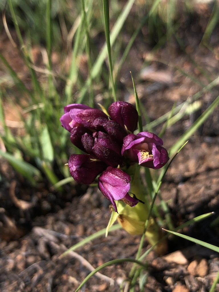 Orthochilus vinosus in September 2022 by Carel Fourie · iNaturalist