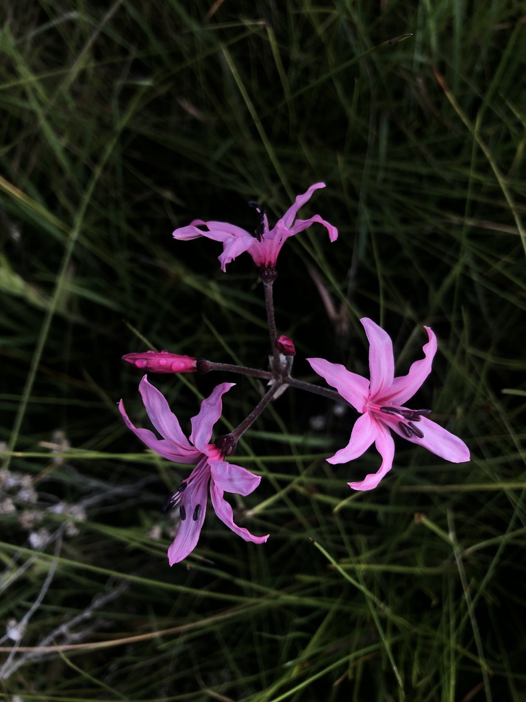 Nerine platypetala in February 2022 by Carel Fourie · iNaturalist