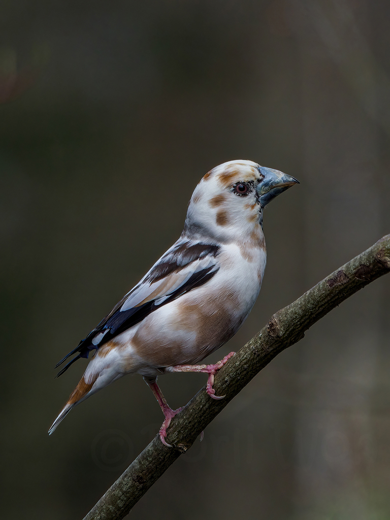Hawfinch from 85088 Vohburg an der Donau, Deutschland on March 31, 2023 ...