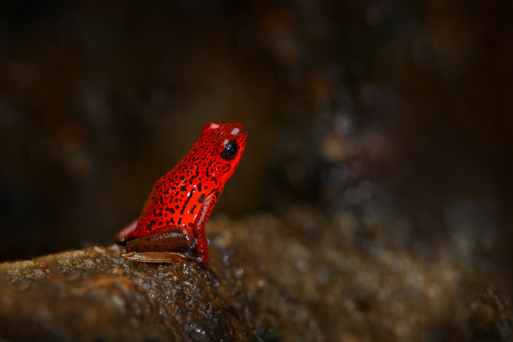 Strawberry Poison Dart Frog from Puntarenas, Kostarika on December 12 ...