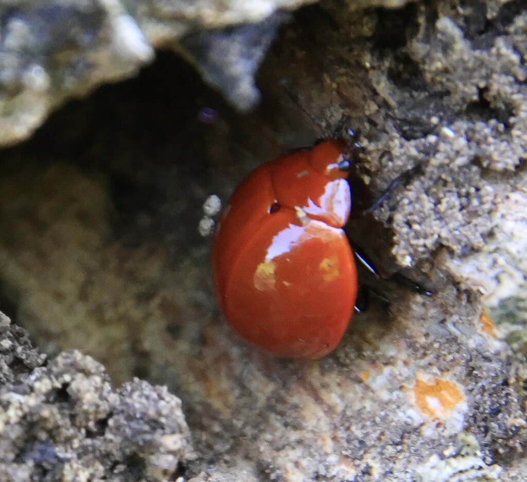 Cucujiform Beetles from Pococí, CR-LI, CR on March 10, 2023 at 06:17 PM ...