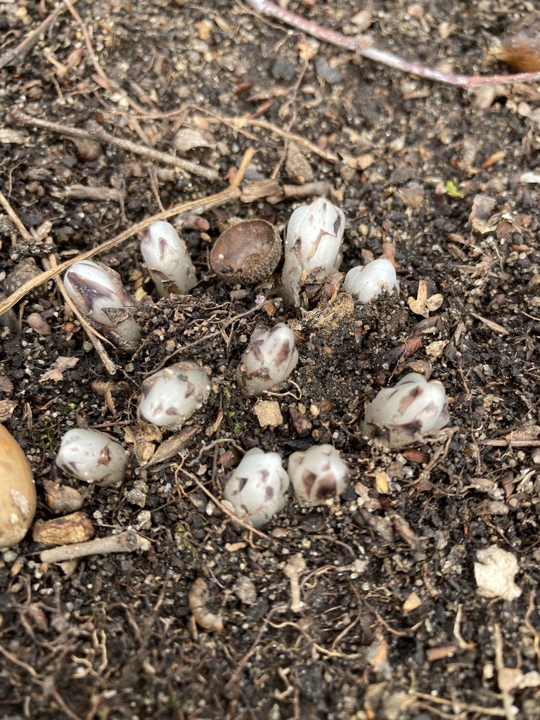 Monotropastrum humile in April 2023 by nose manami · iNaturalist