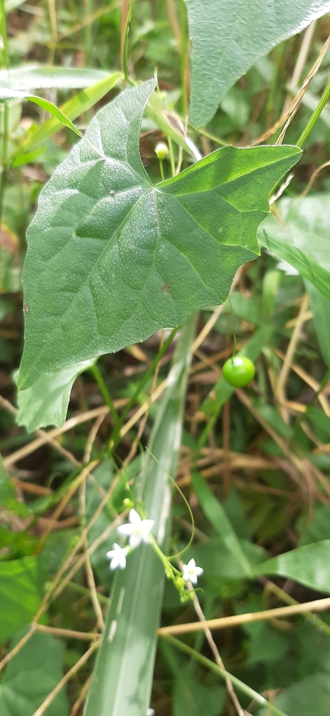 Slender Cucumber from Forestdale QLD 4118, Australia on April 19, 2023 ...
