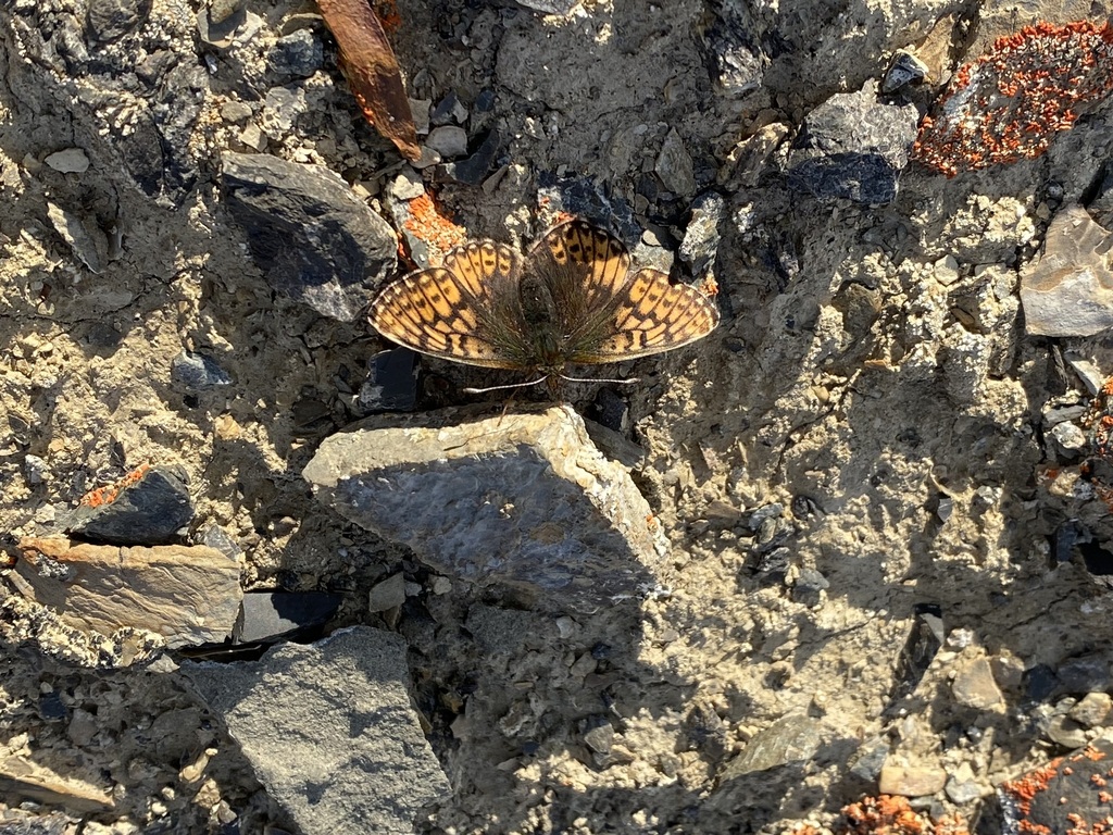 Arctic Fritillary from FEHydeFjord on August 12, 2022 at 07:56 PM by ...